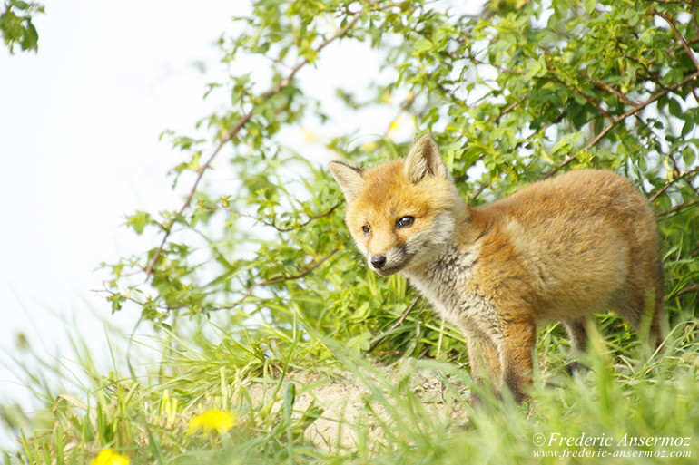 Fox Cubs Playing | Ansermoz-Photography